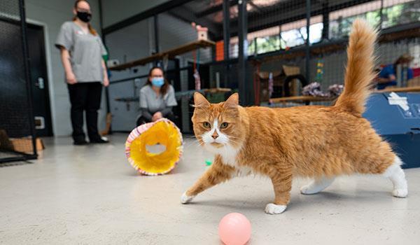 Certificate III in Animal Care Services - Animal Studies and Veterinary ...