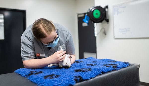 Diploma of Animal Technology / Bachelor of Science (Animal Science ...