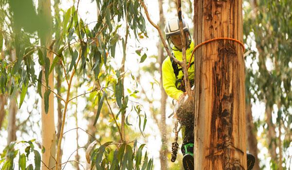 Certificate III in Arboriculture - Horticulture - TAFE SA